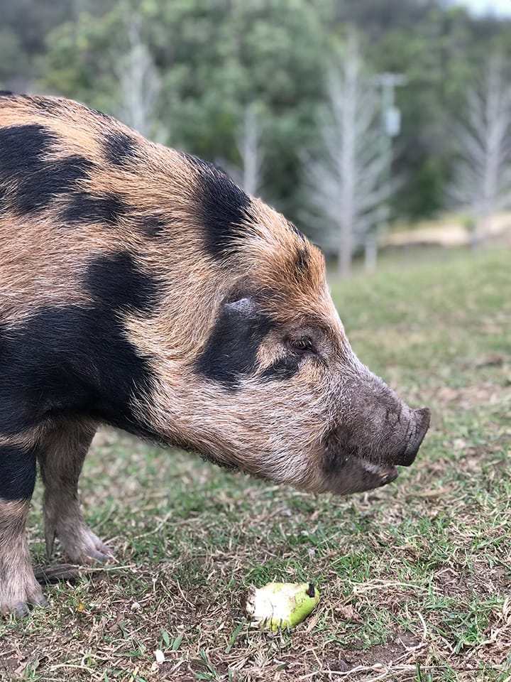 Molly | Where Pigs Fly