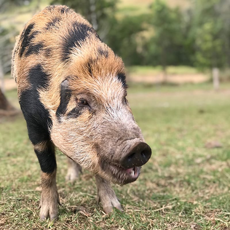 Molly | Where Pigs Fly
