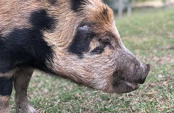 Molly | Where Pigs Fly