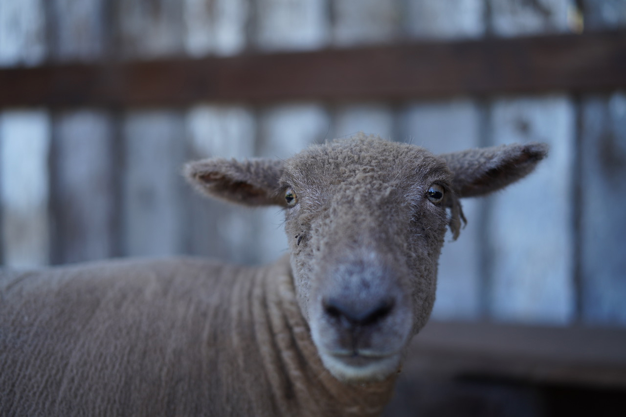 Henry - Where Pigs Fly