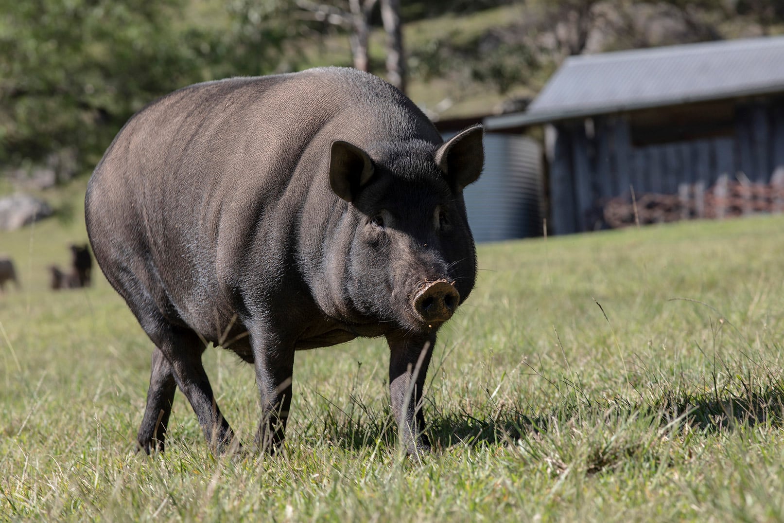 Percy | Where Pigs Fly