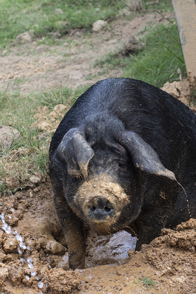 Wilbur | Where Pigs Fly