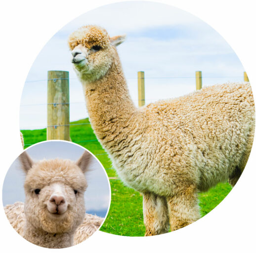 Alpaca | Where Pigs Fly Farm Sanctuary