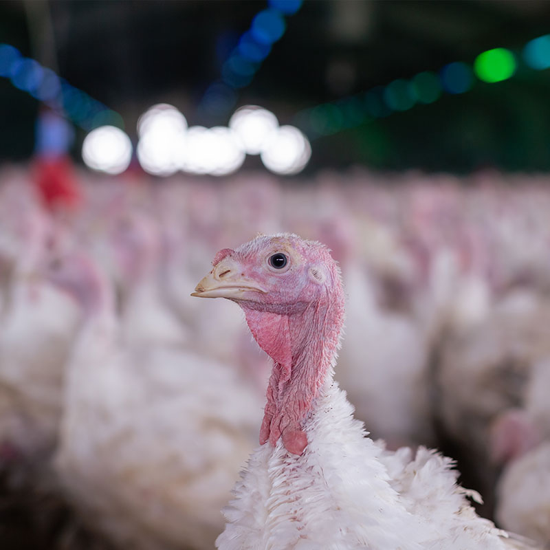 Turkeys | Where Pigs Fly Farm Sanctuary