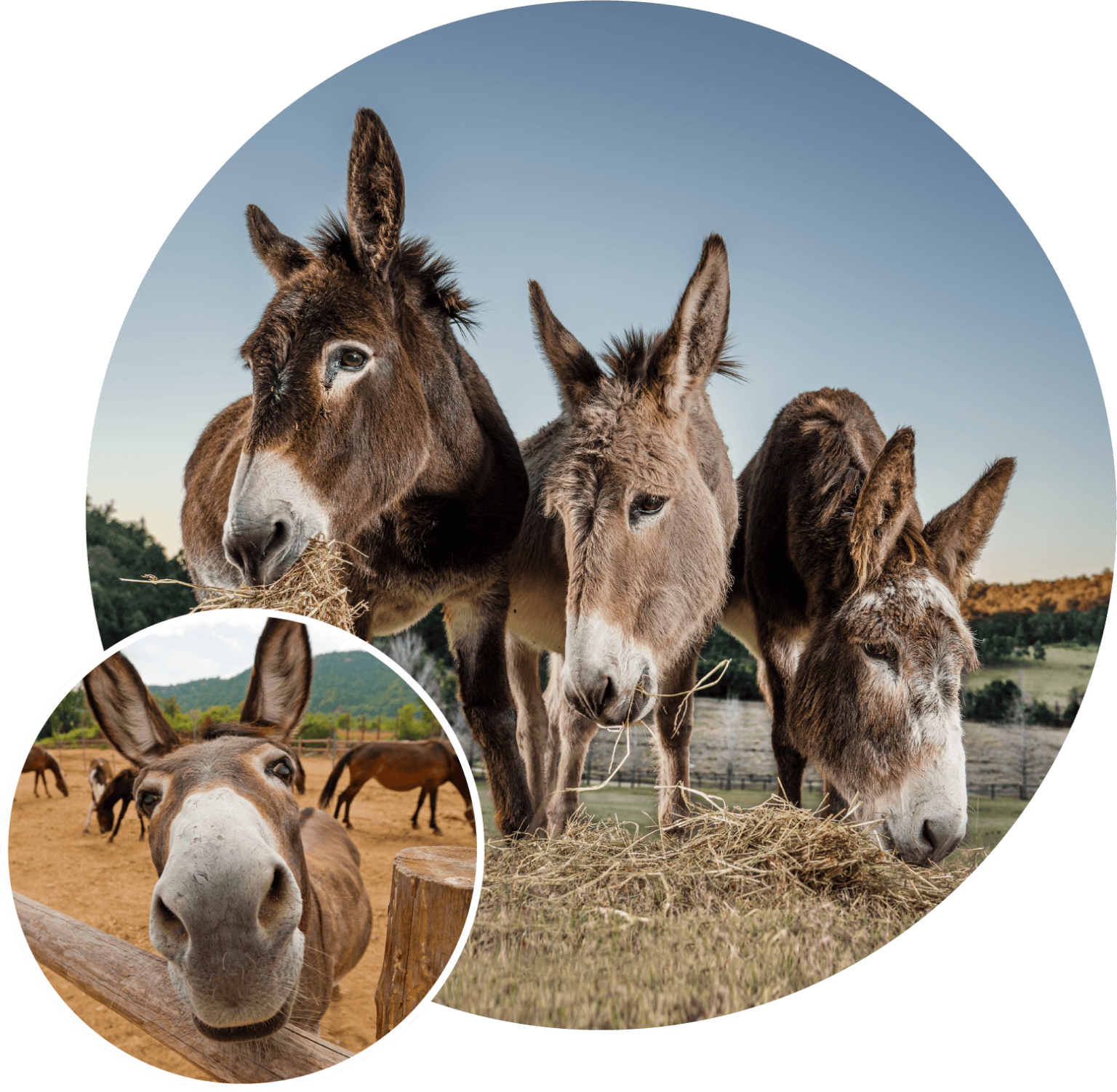 Donkeys | Where Pigs Fly Farm Sanctuary