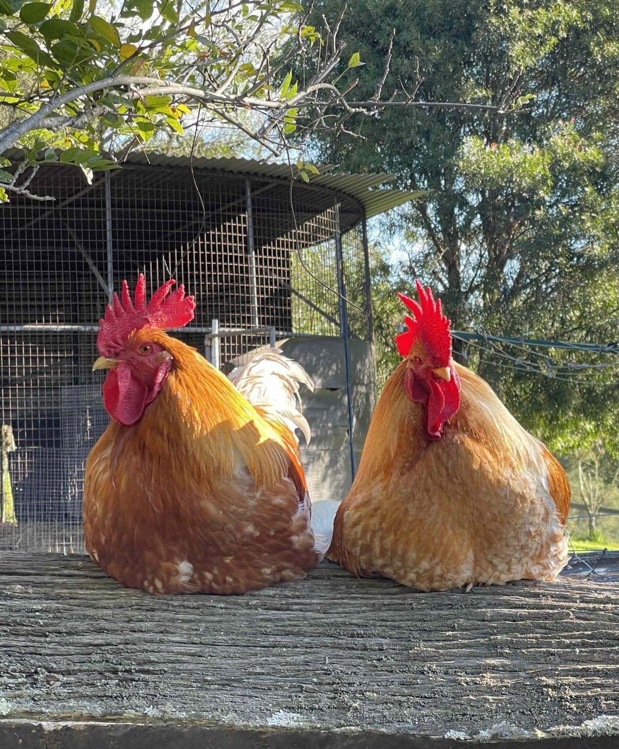 Rooster Crew | Where Pigs Fly Farm Sanctuary