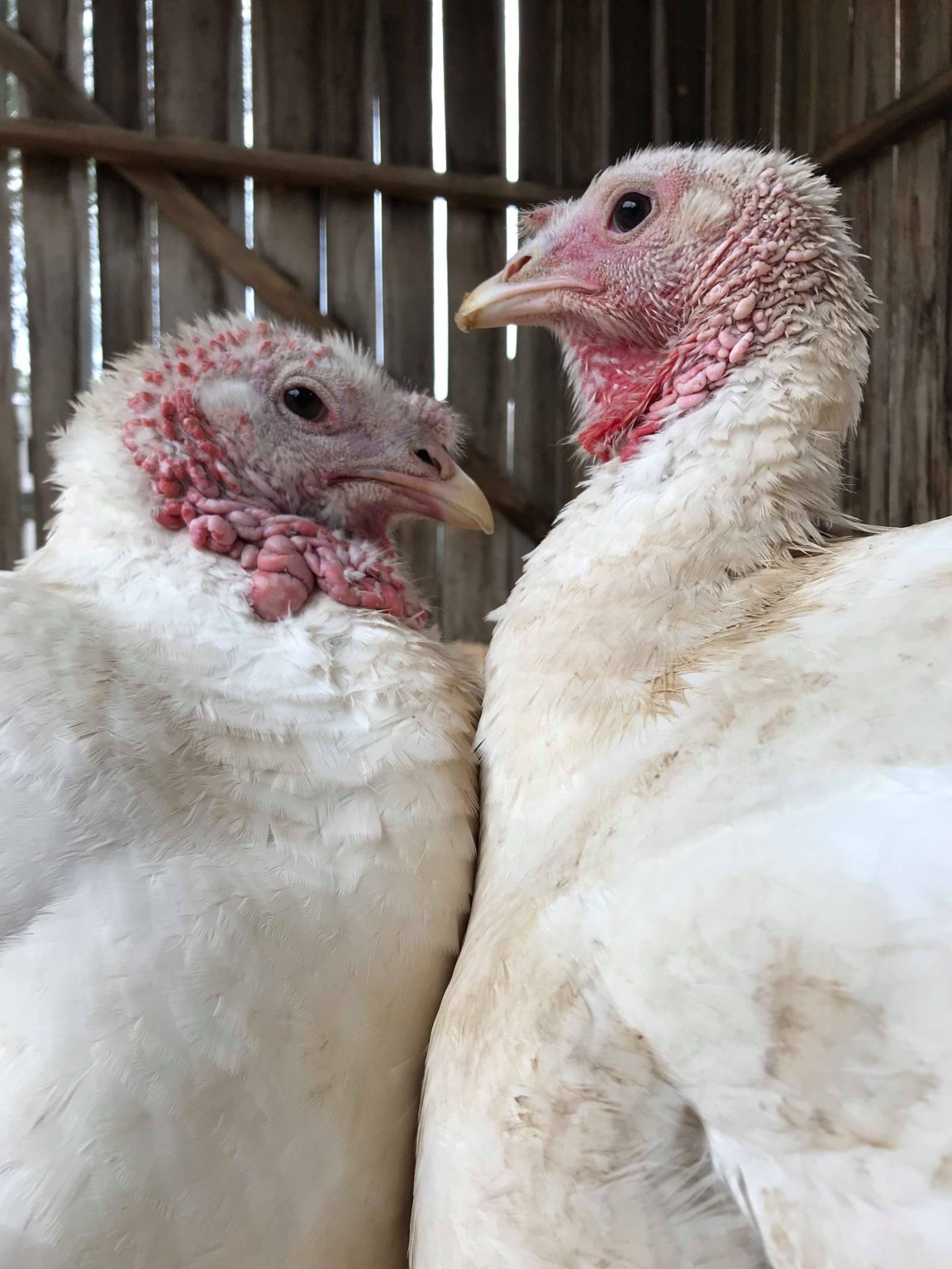 Turkey Team | Where Pigs Fly Farm Sanctuary