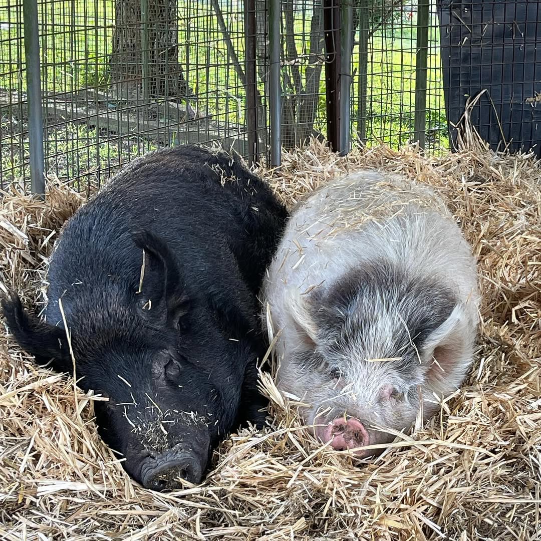 Paul Senior – The coolest rescue pig we will never forget | Where Pigs ...